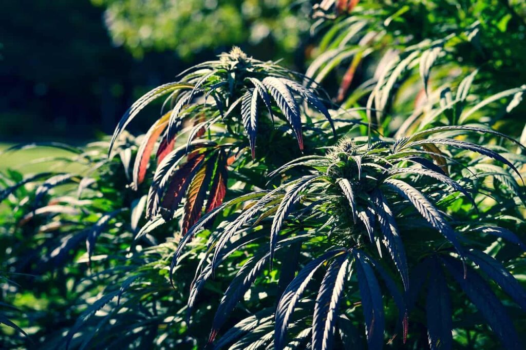 Hemp Breeding and Genetic Selection